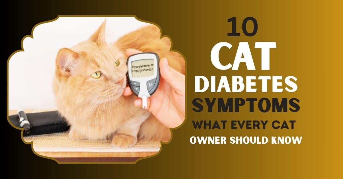 Cat Diabetes Symptoms